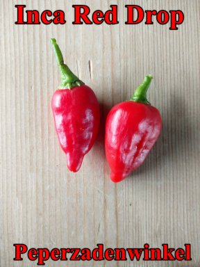 Inca Red Drop - Peperzadenwinkel